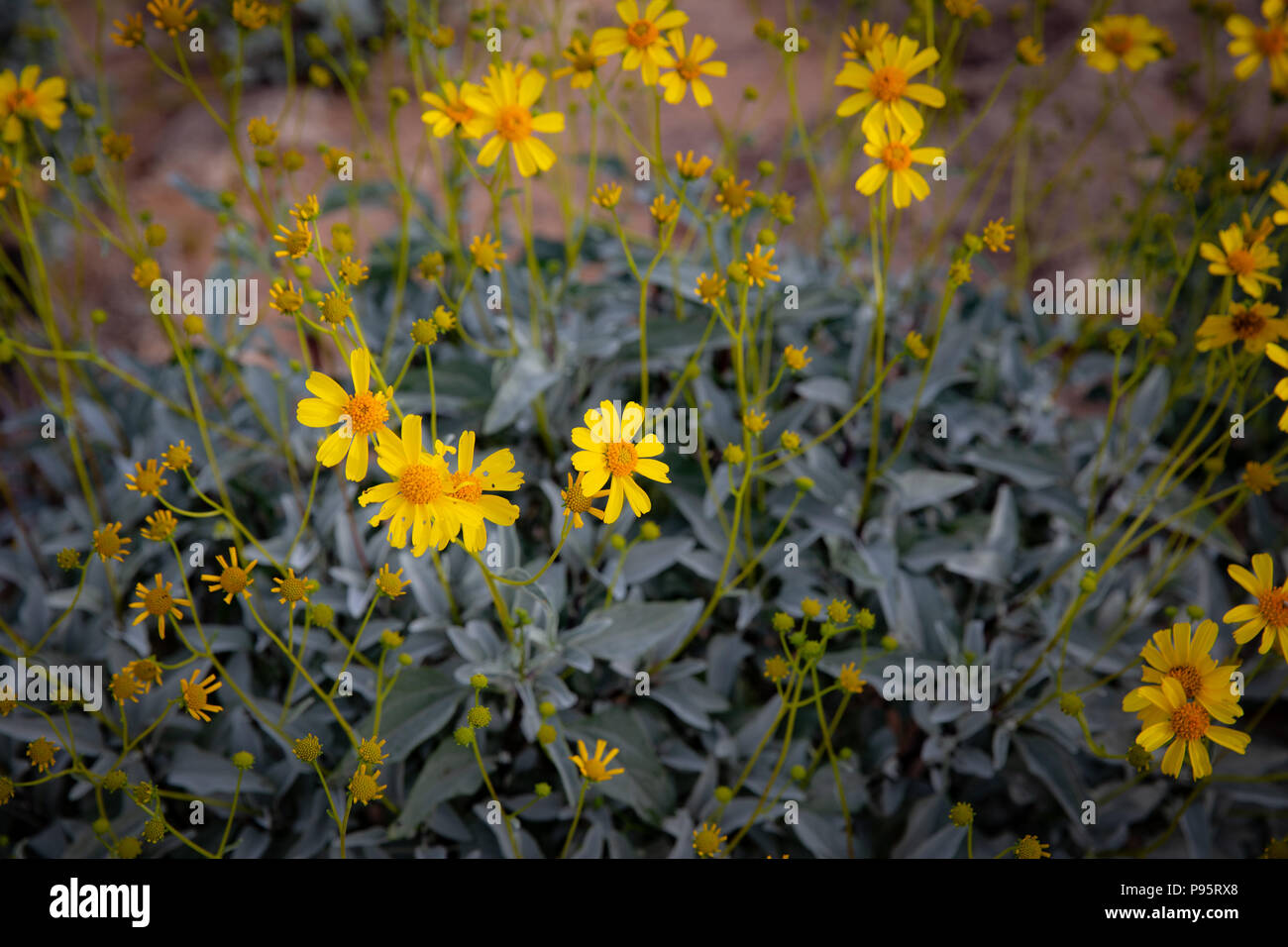 Tansu ragwort hi-res stock photography and images - Alamy