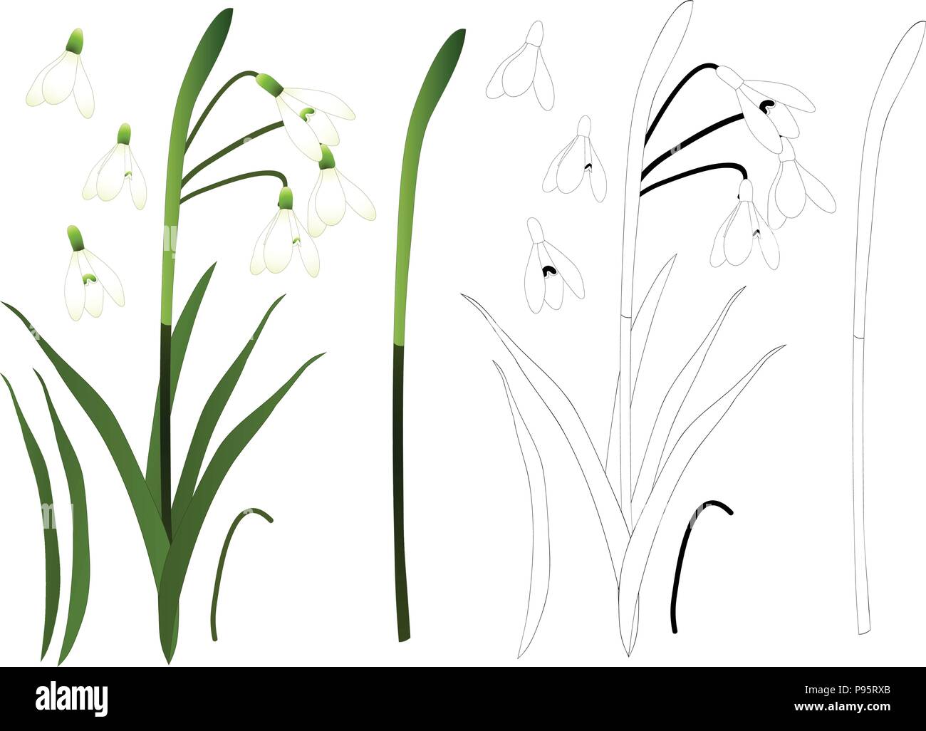 White Snowdrop Flower Outline. isolated on White Background. Vector ...