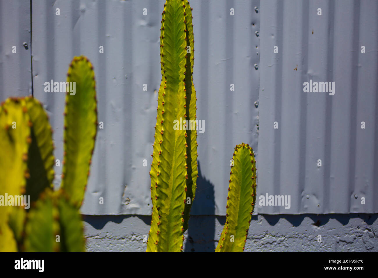 Cactus in front of a Wall Stock Photo - Alamy