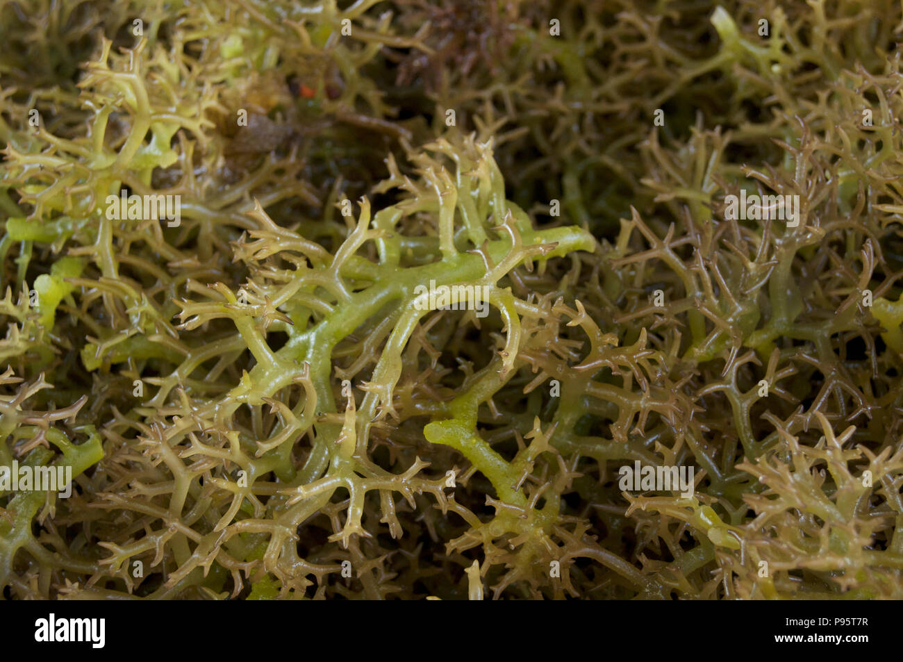 eucheuma seaweed algae Stock Photo - Alamy