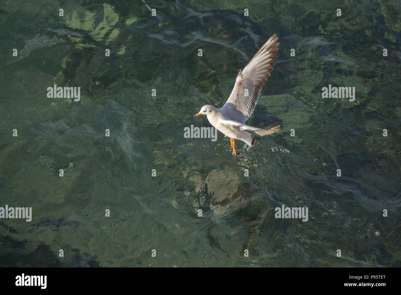 Single seagull flying over sea the sea waters Stock Photo - Alamy