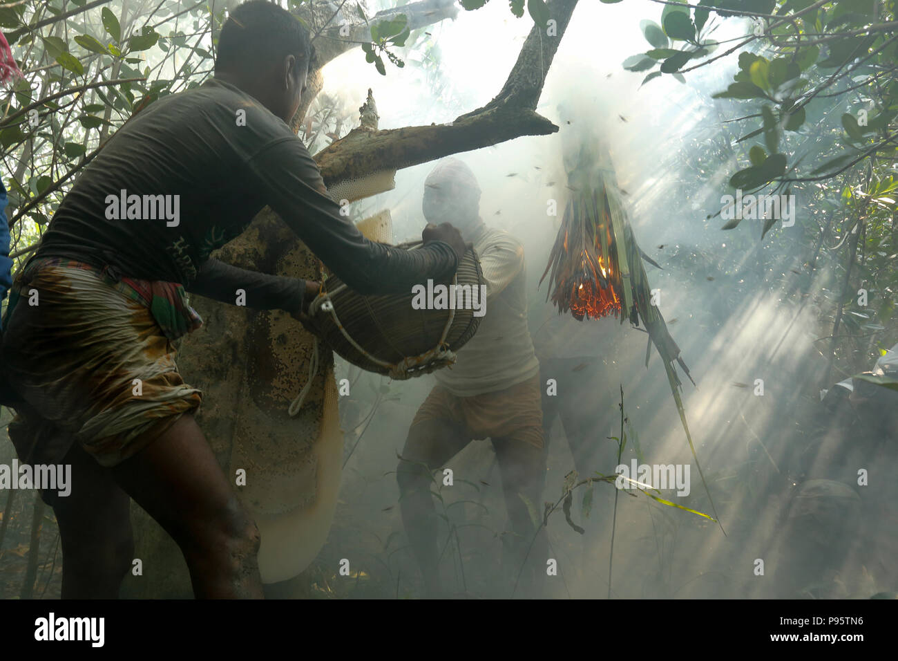 Traditional honey collection in Sundarbans, the world largest mangrove forest in Bangladesh ...