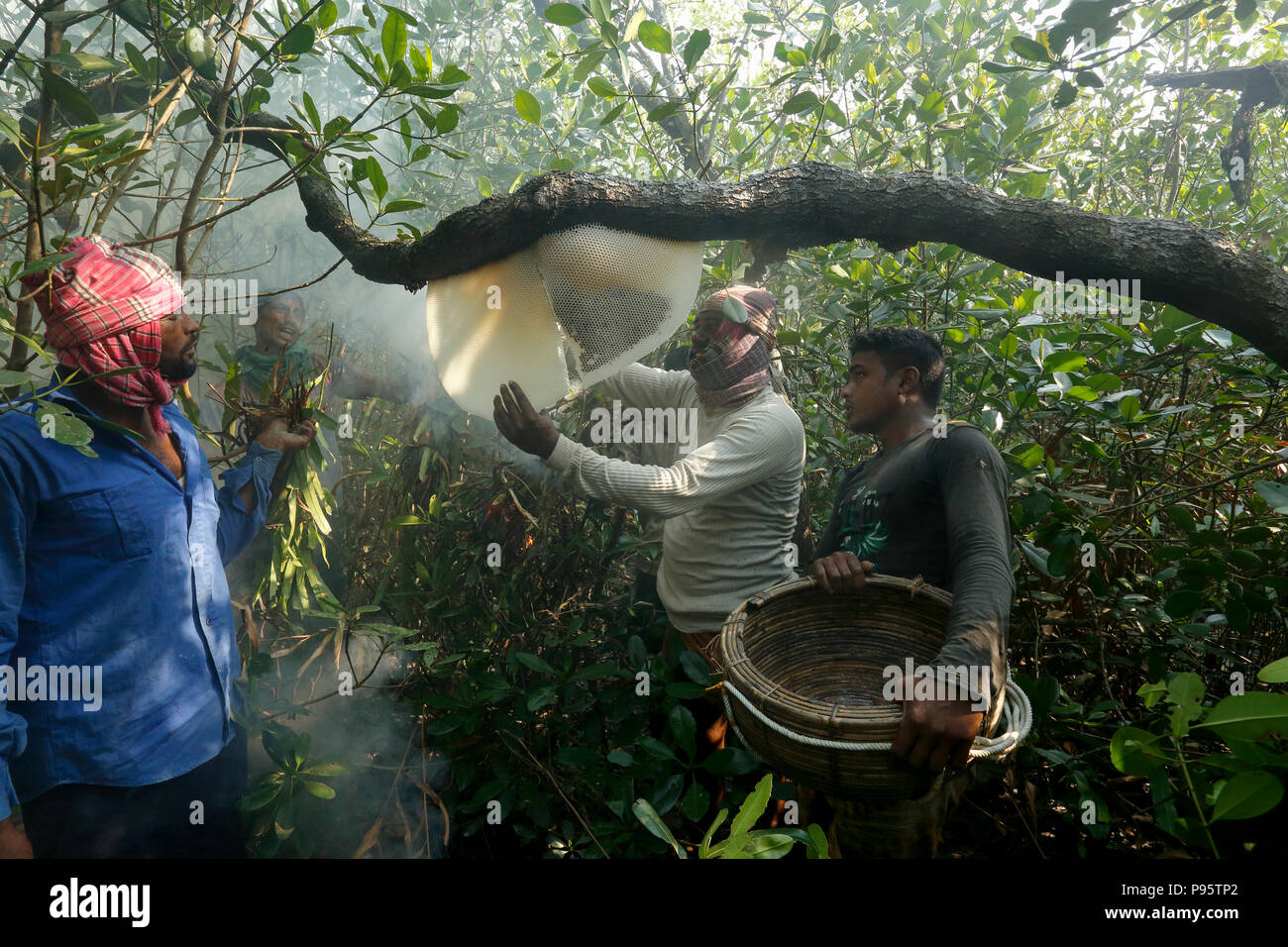 Traditional honey collection in Sundarbans, the world largest mangrove forest in Bangladesh ...