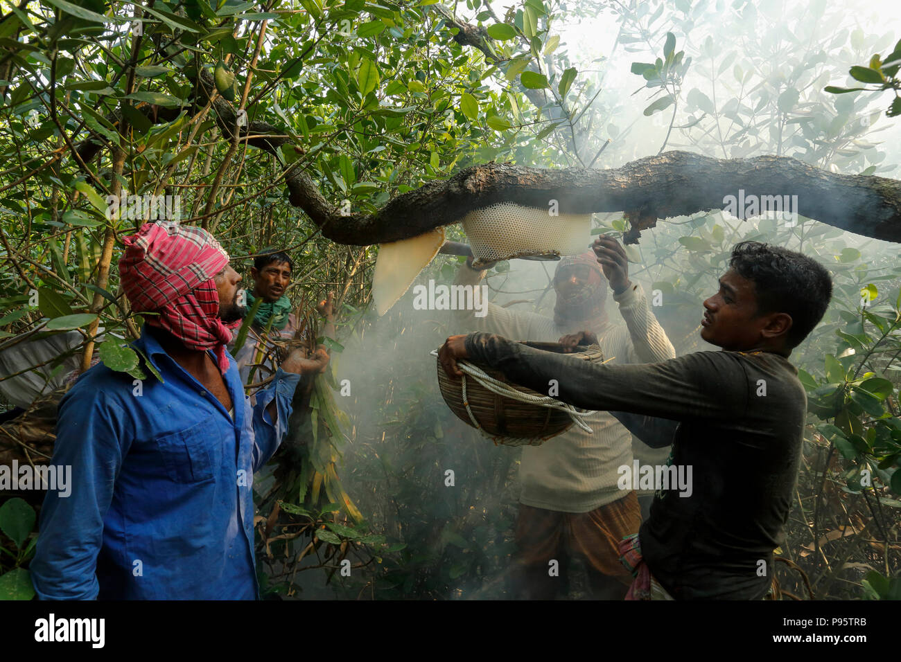 Traditional honey collection in Sundarbans, the world largest mangrove forest in Bangladesh ...