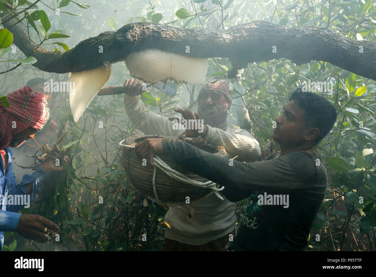 Traditional honey collection in Sundarbans, the world largest mangrove forest in Bangladesh ...