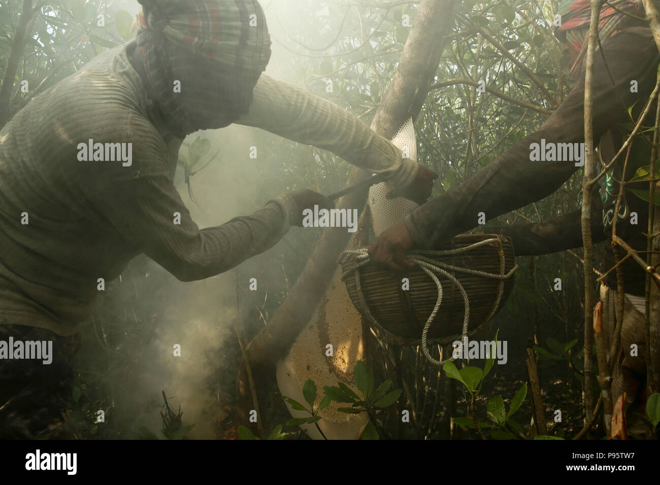 Traditional honey collection in Sundarbans, the world largest mangrove forest in Bangladesh ...