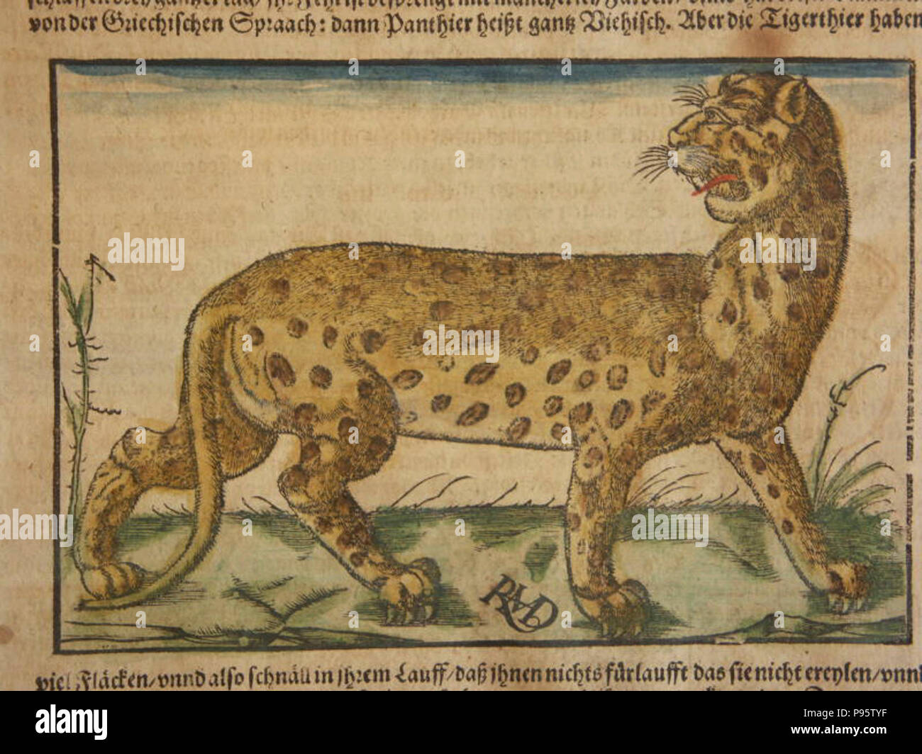 A leopard (1600 Stock Photo - Alamy