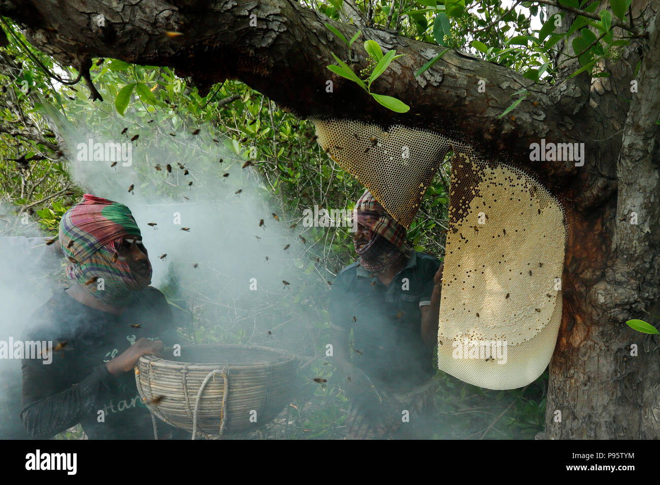Traditional honey collection in Sundarbans, the world largest mangrove forest in Bangladesh ...