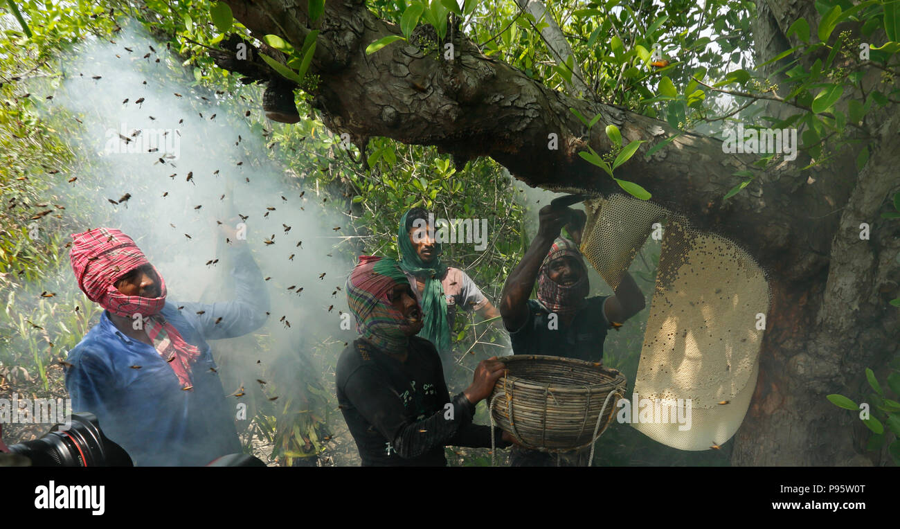 Traditional honey collection in Sundarbans, the world largest mangrove forest in Bangladesh ...