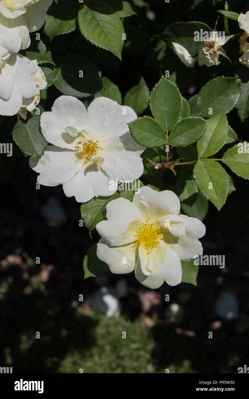 Two blooming beautiful colorful roses in the garden background Stock ...