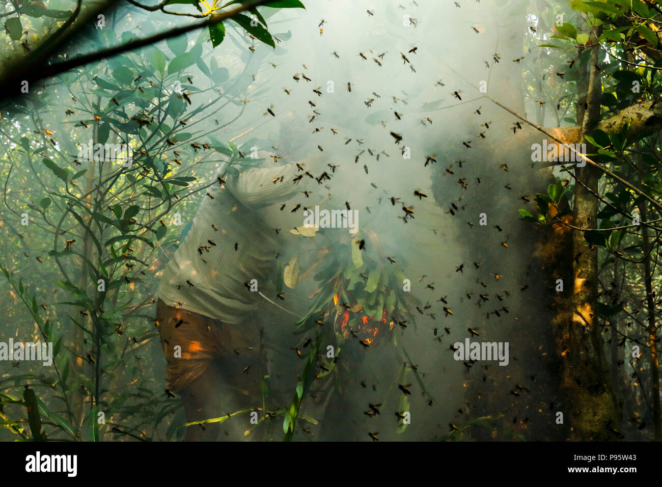 Traditional honey collection in Sundarbans, the world largest mangrove forest in Bangladesh ...