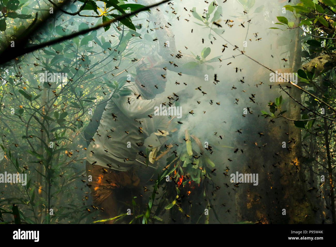 Traditional honey collection in Sundarbans, the world largest mangrove forest in Bangladesh ...