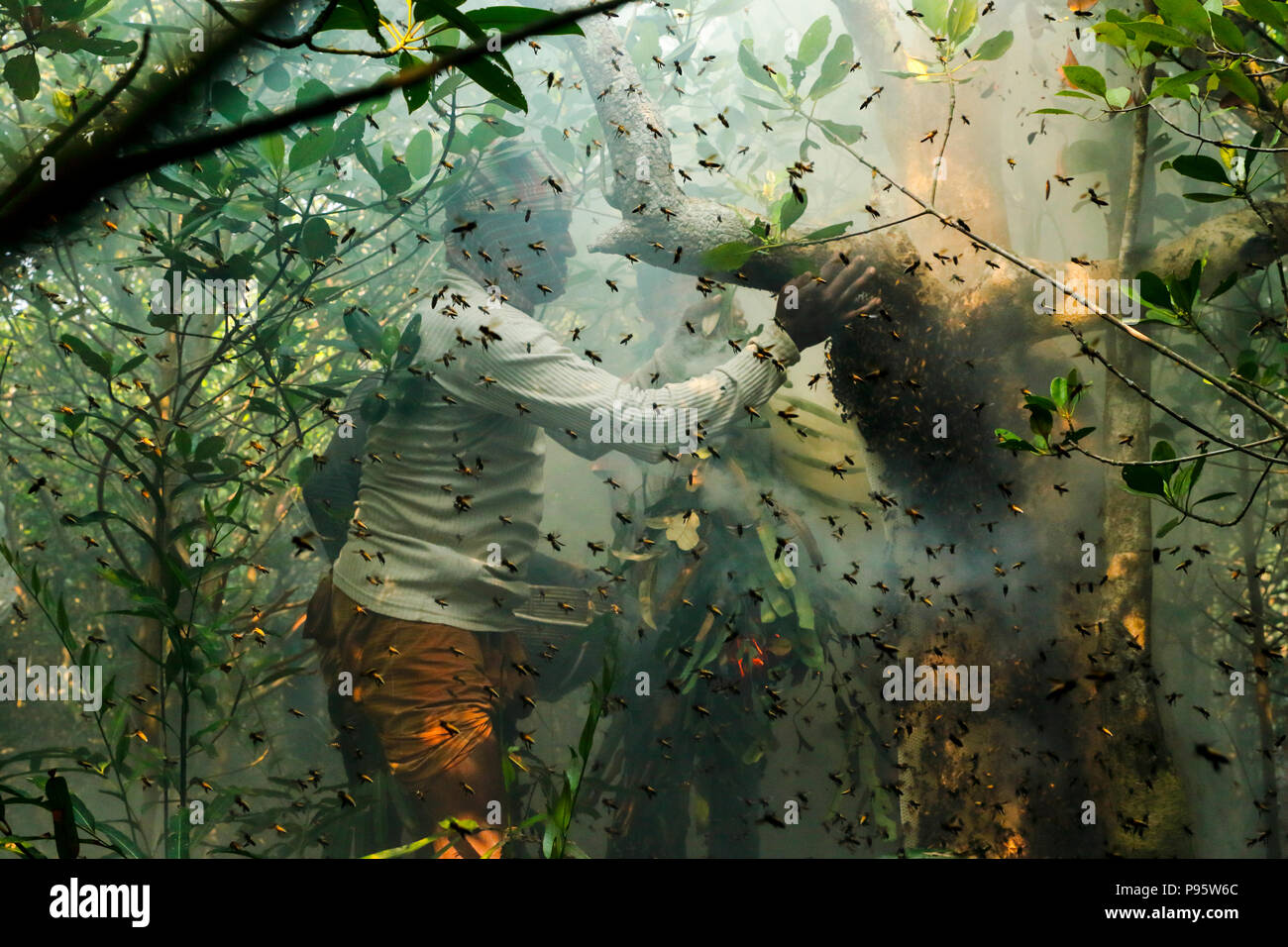 Traditional honey collection in Sundarbans, the world largest mangrove forest in Bangladesh ...