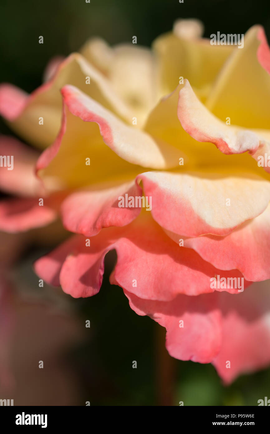 Colorful fresh rose partly in the close up view Stock Photo - Alamy
