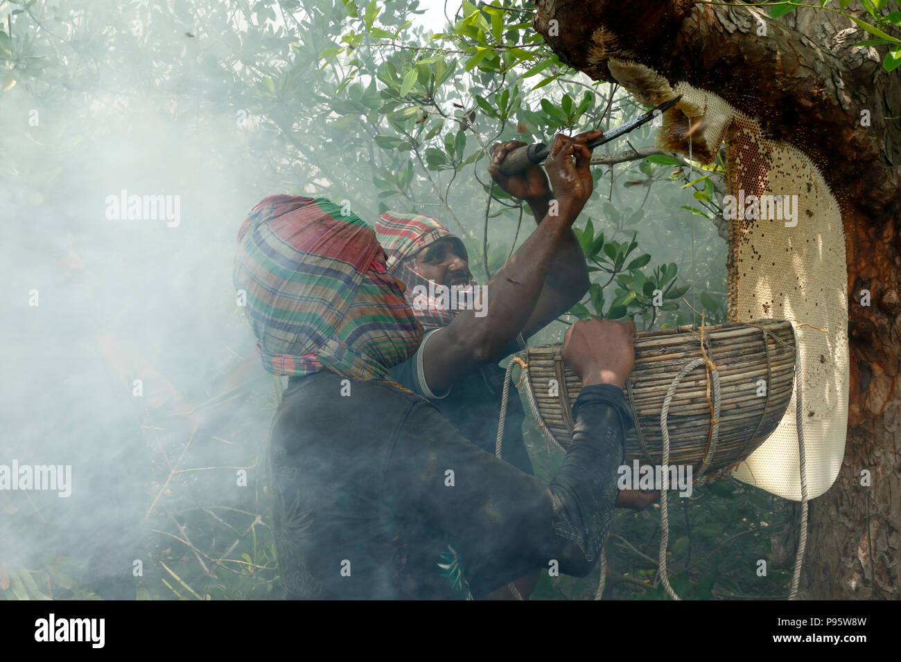 Traditional honey collection in Sundarbans, the world largest mangrove forest in Bangladesh ...