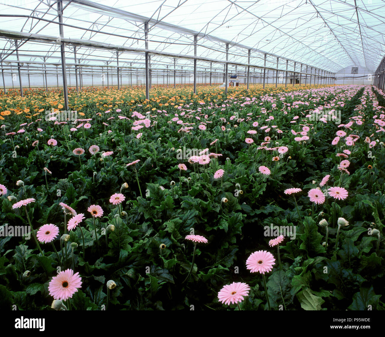 Pink flowers in a greenhouse Stock Photo - Alamy
