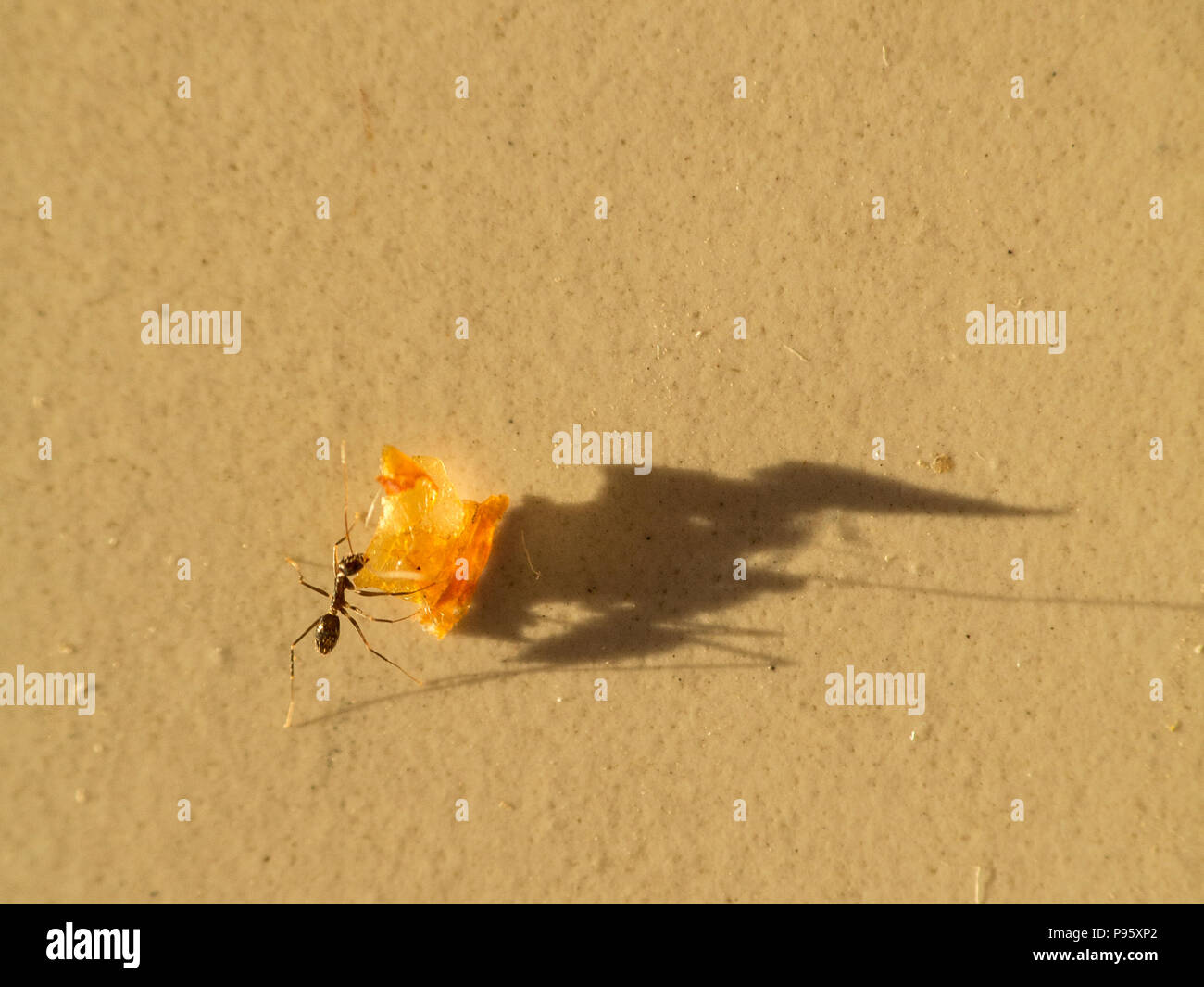 A small ant carries a huge piece of food, relative to it's size Stock ...