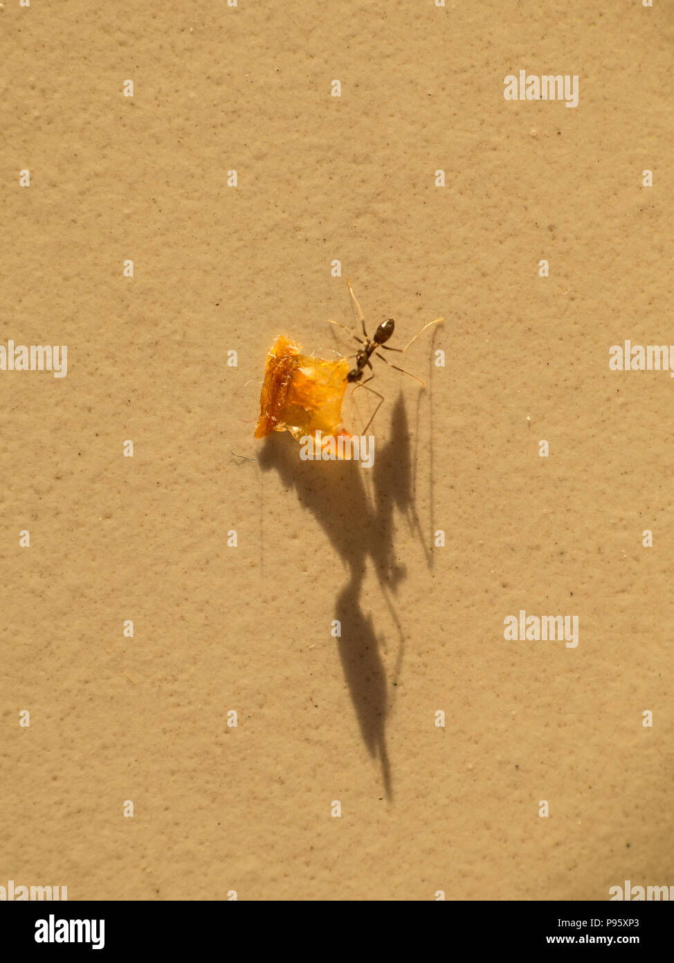 A small ant carries a huge piece of food, relative to it's size Stock ...