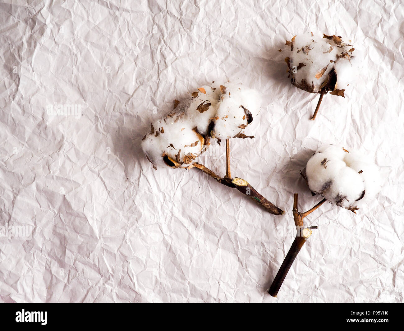 a few cotton flowers lying on the crumpled paper, a copy of the space ...