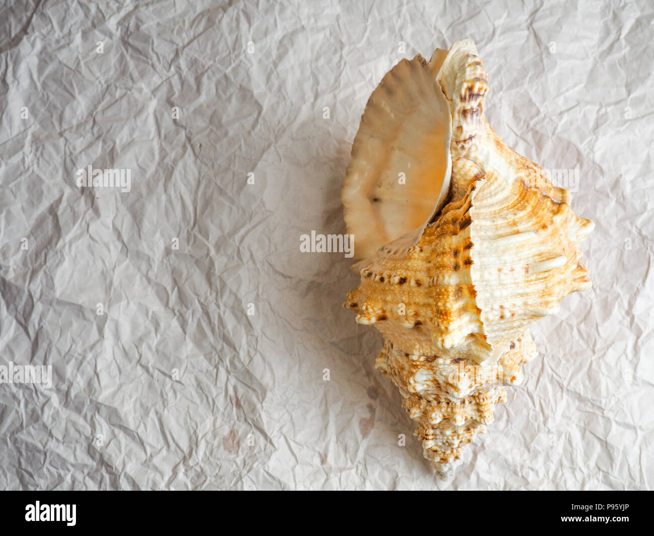 Big spiral striped seashell on white. summer holiday concept Stock ...