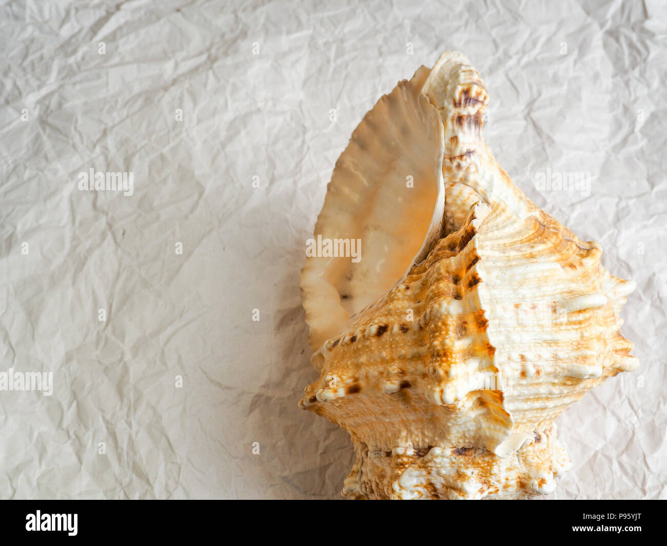 Big spiral striped seashell on white. summer holiday concept Stock ...