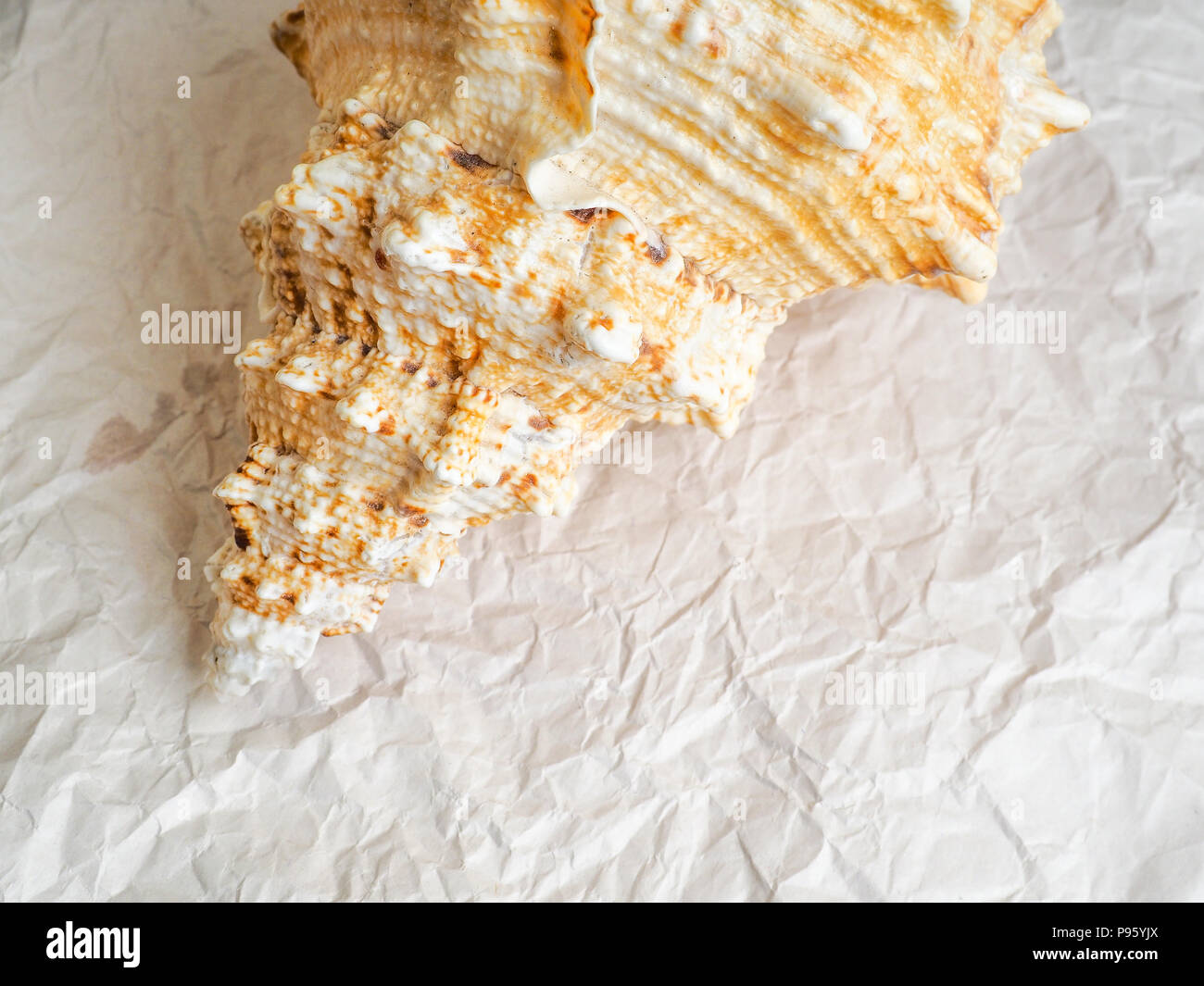 Big spiral striped seashell on white. summer holiday concept Stock ...