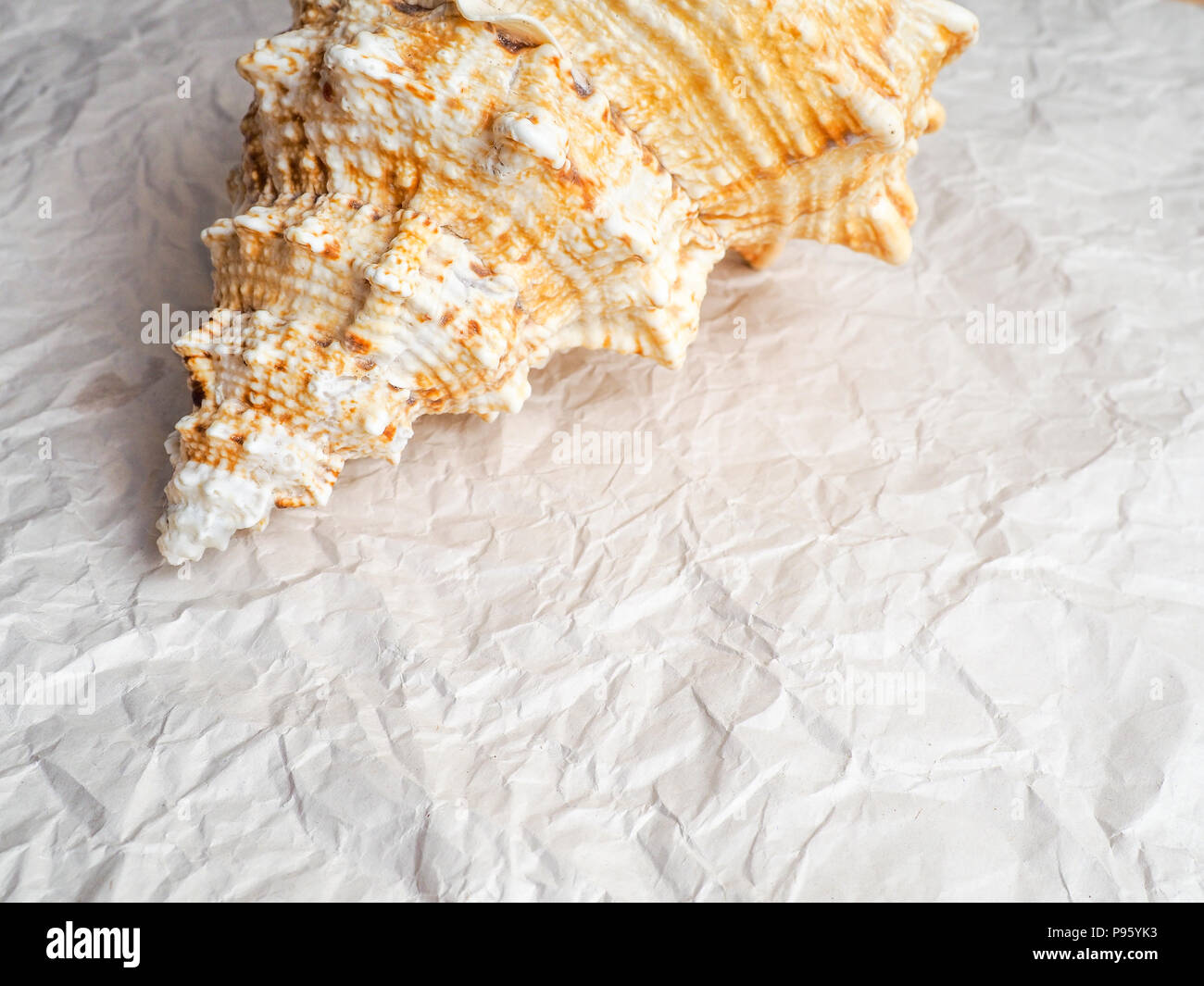 Seashell nobody hi-res stock photography and images - Alamy