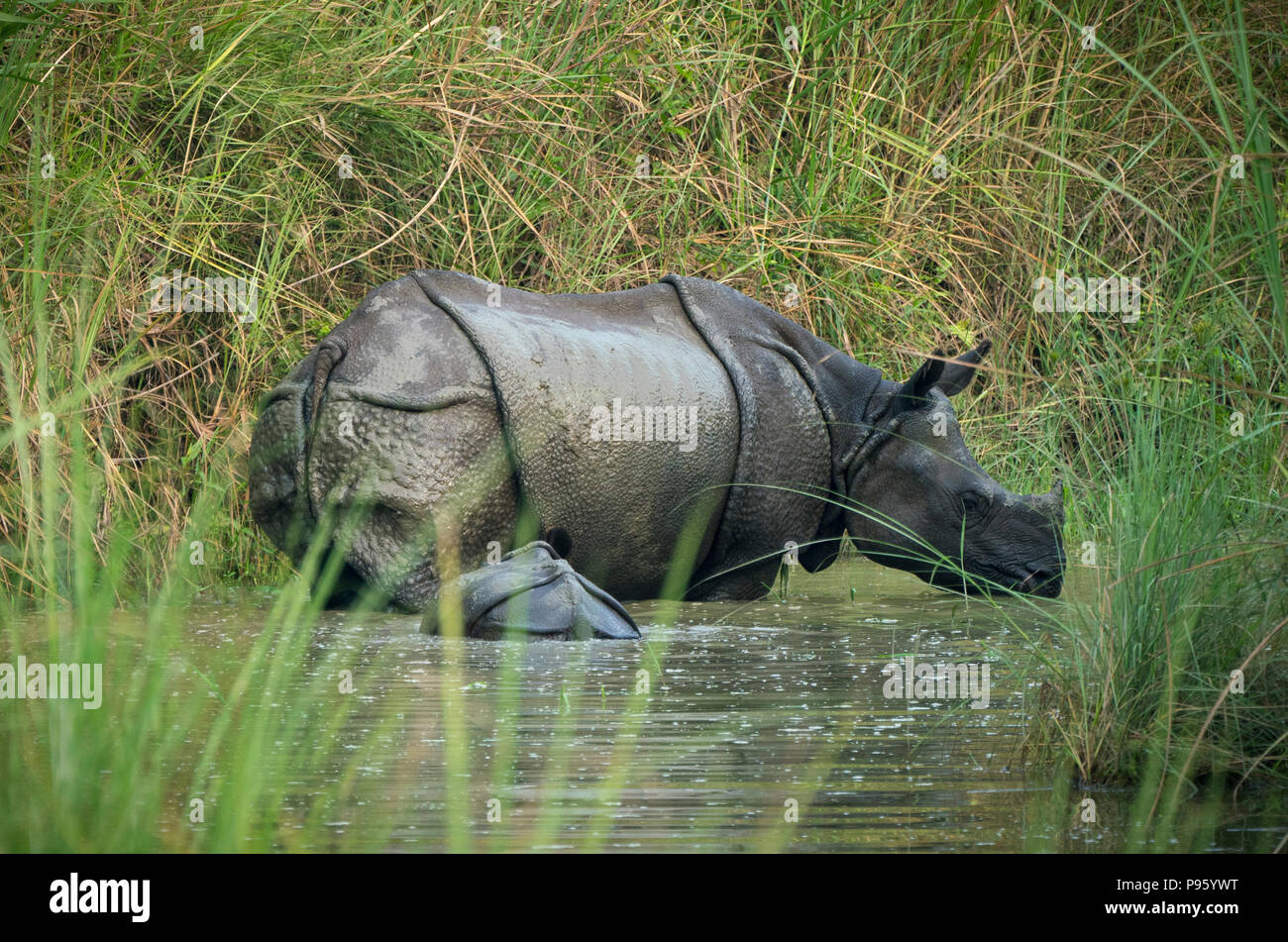 Indian rhinoceros or Rhinoceros unicornis also called greater one ...