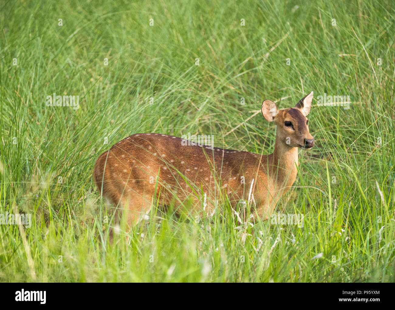 Sika or spotted deer in elephant grass tangle. Wildlife and animal ...