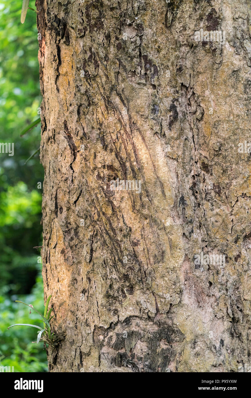 Tiger claw marks hi-res stock photography and images - Alamy