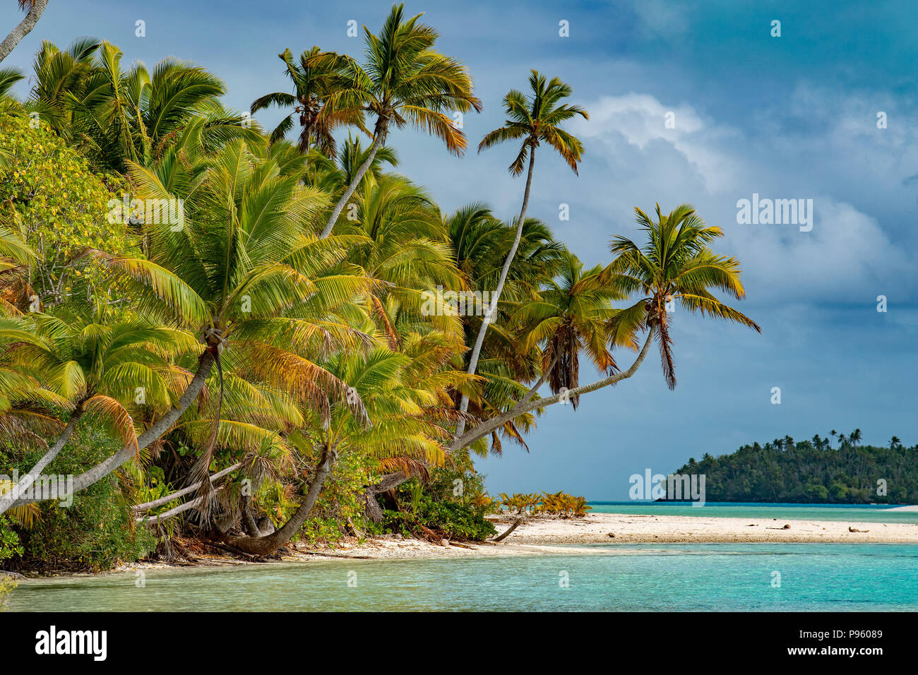 Coconut Tree High Resolution Stock Photography and Images - Alamy