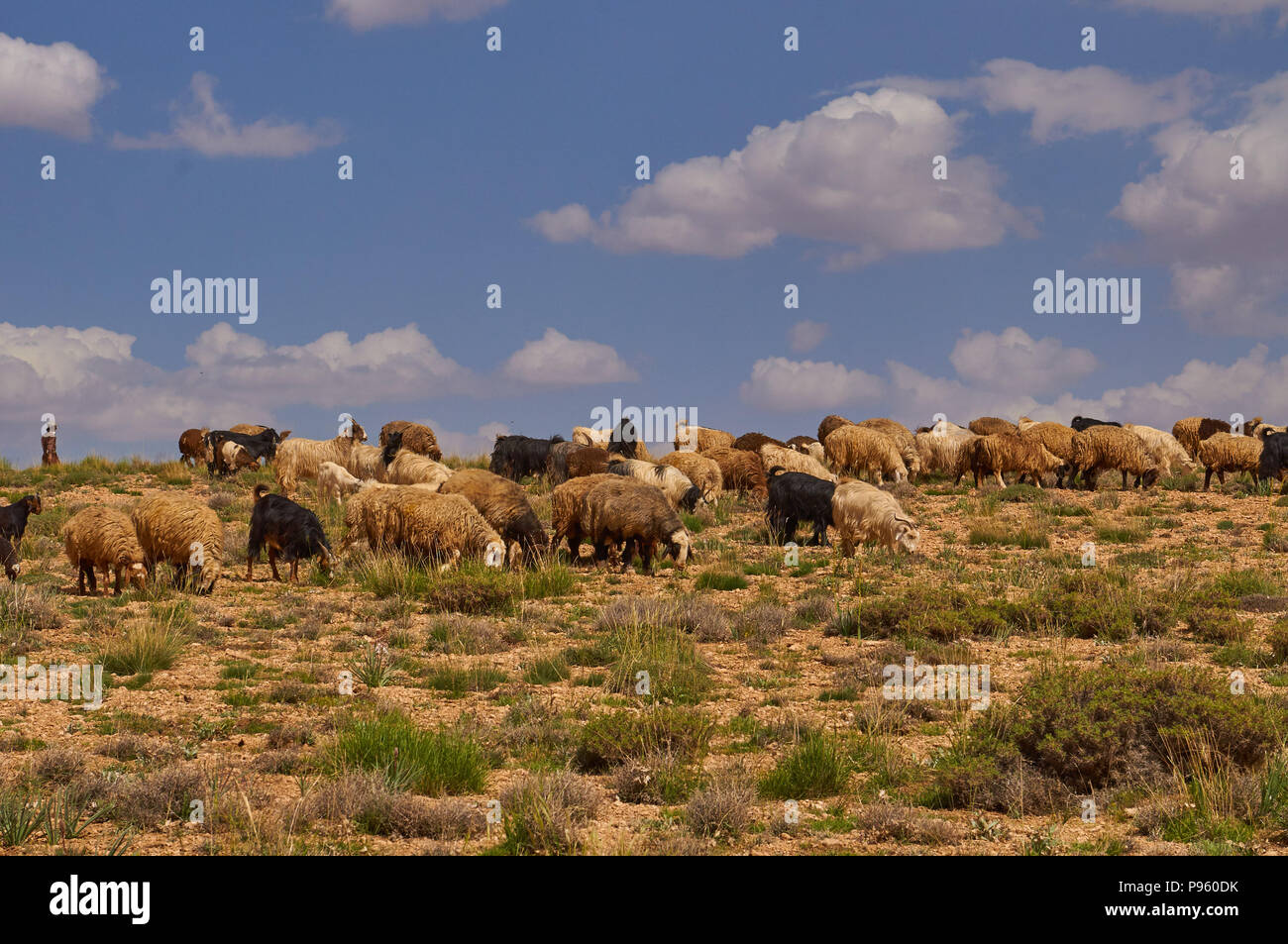 Livestock in Zagros mountains Iran Stock Photo - Alamy