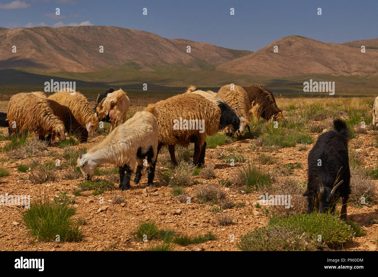 Livestock in Zagros mountains Iran Stock Photo - Alamy