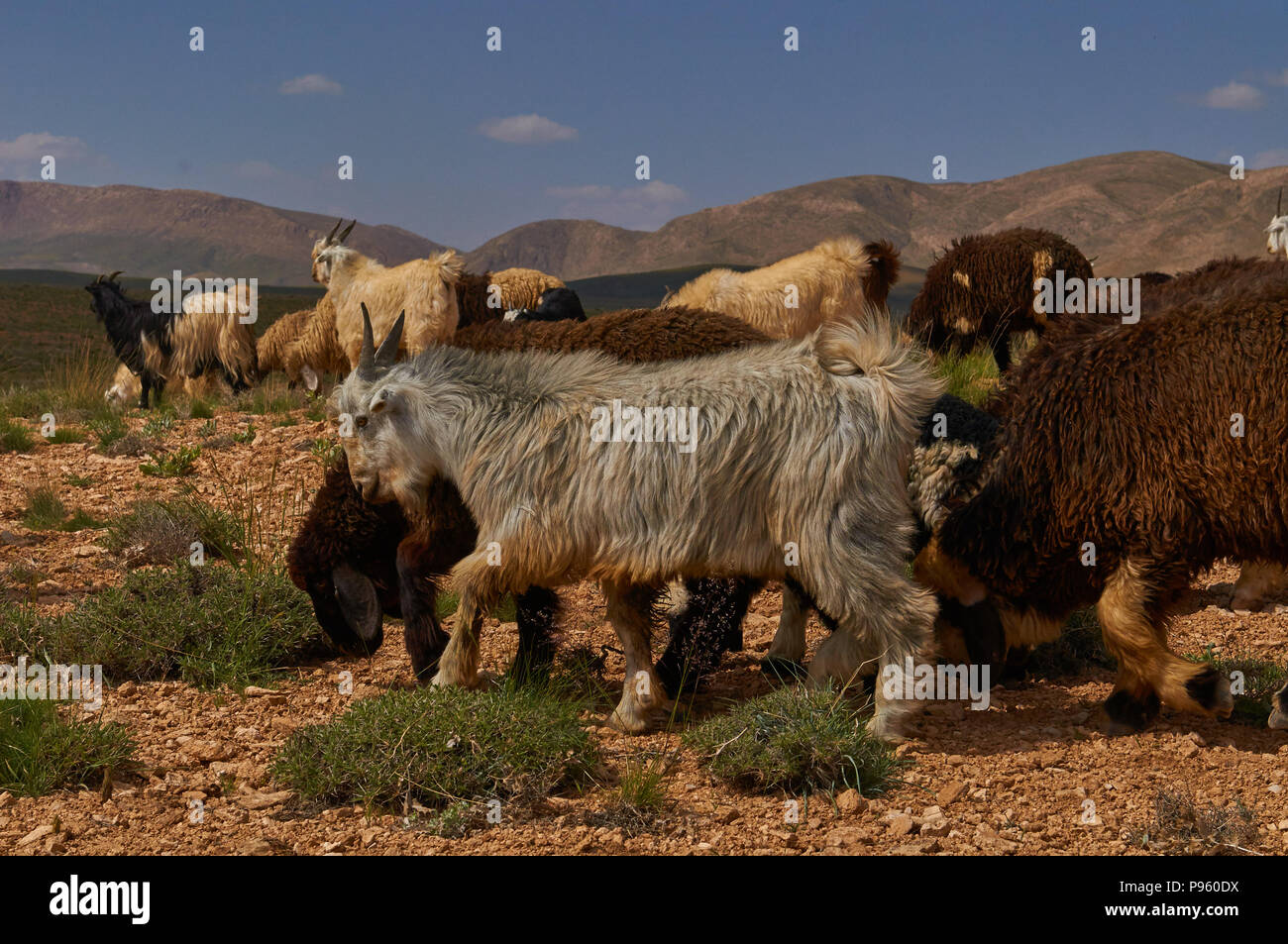 Livestock in Zagros mountains Iran Stock Photo - Alamy