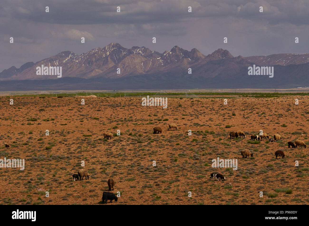 Livestock in Zagros mountains Iran Stock Photo - Alamy