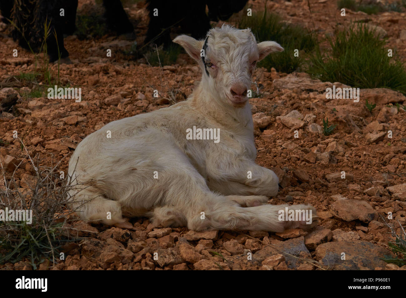 Livestock in Zagros mountains Iran Stock Photo - Alamy