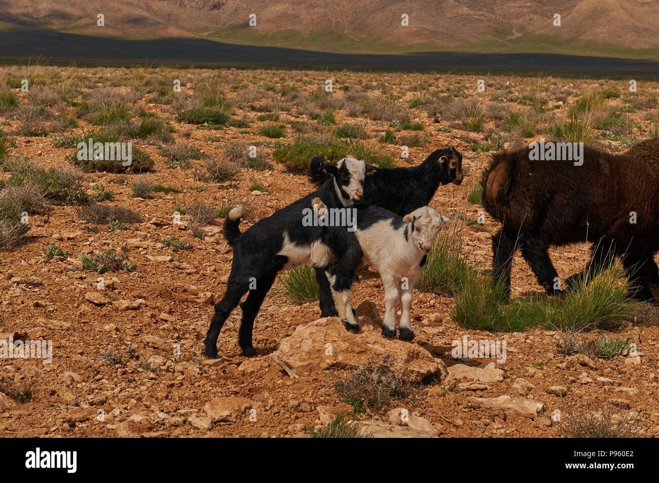 Livestock in Zagros mountains Iran Stock Photo - Alamy