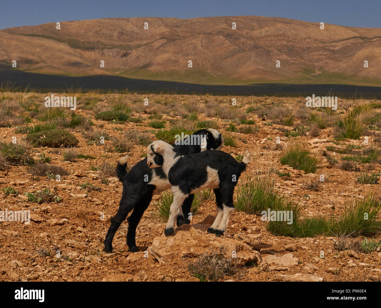 Livestock in Zagros mountains Iran Stock Photo - Alamy