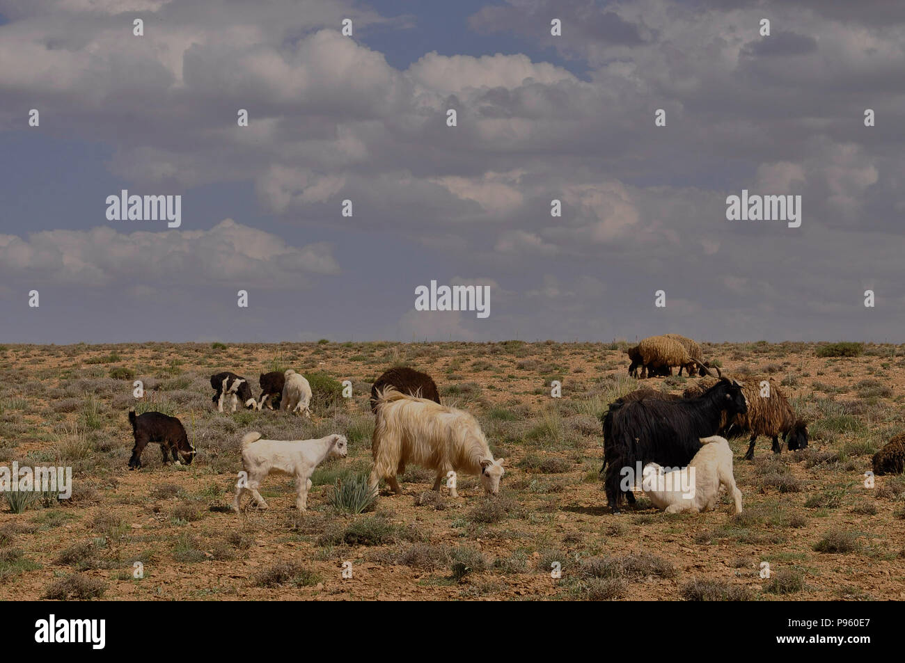 Livestock in Zagros mountains Iran Stock Photo - Alamy