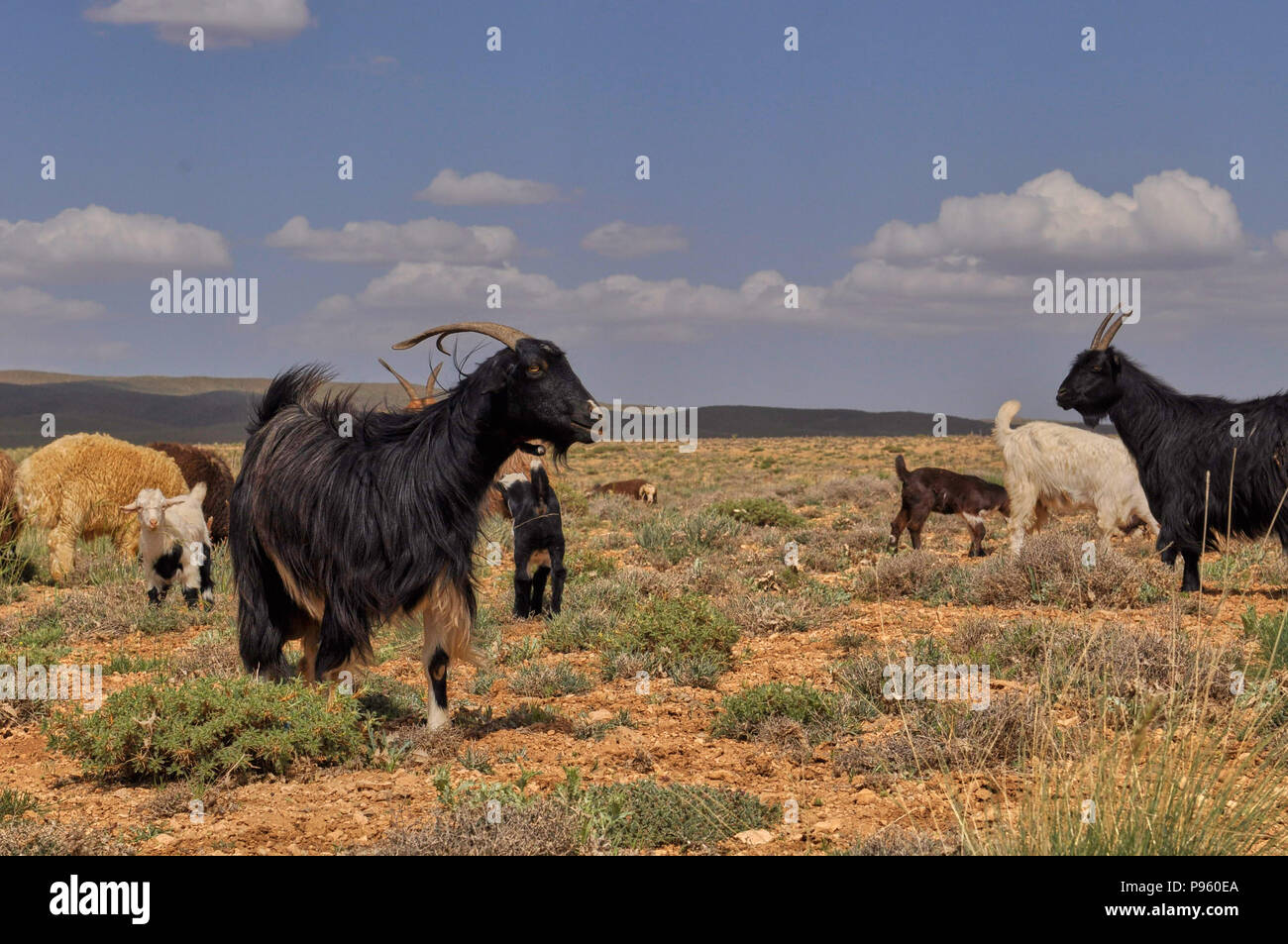 Livestock in Zagros mountains Iran Stock Photo - Alamy