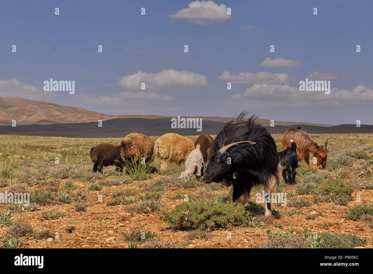 Livestock in Zagros mountains Iran Stock Photo - Alamy