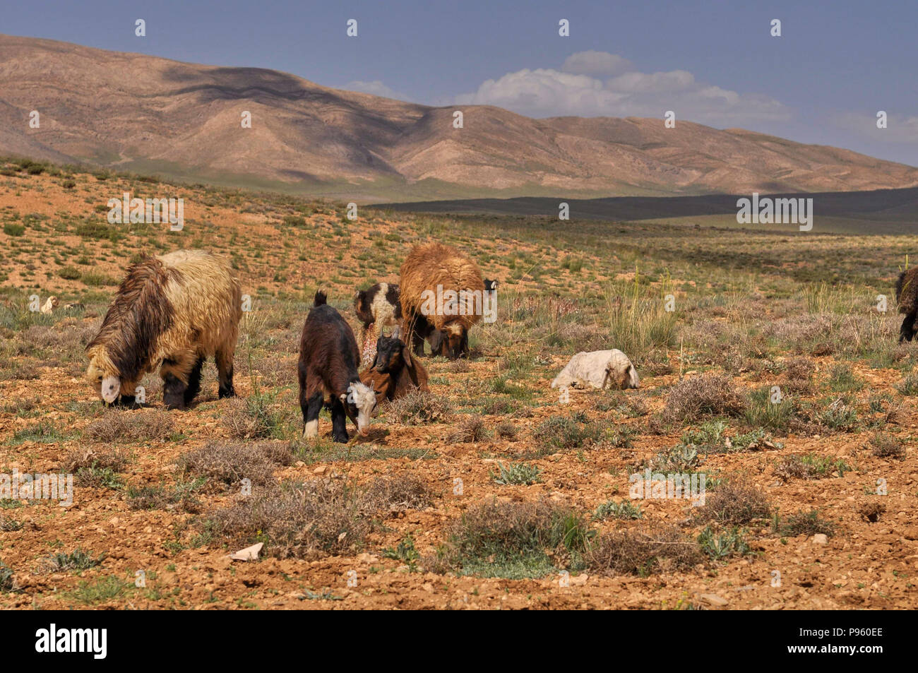 Livestock in Zagros mountains Iran Stock Photo - Alamy