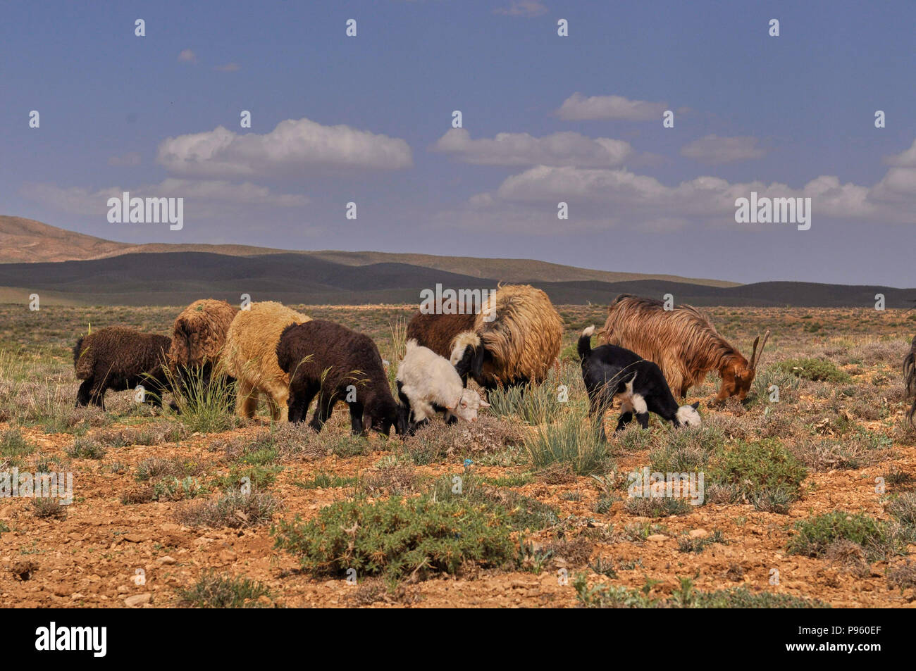 Livestock in Zagros mountains Iran Stock Photo - Alamy