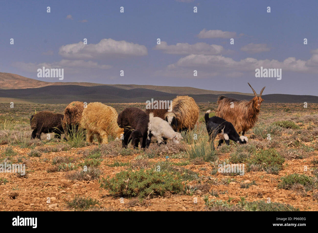 Livestock in Zagros mountains Iran Stock Photo - Alamy