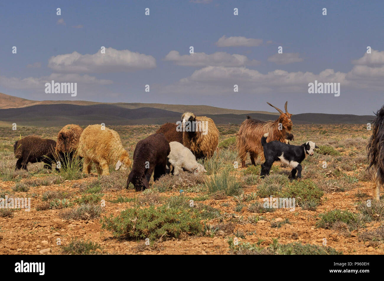 Livestock in Zagros mountains Iran Stock Photo - Alamy
