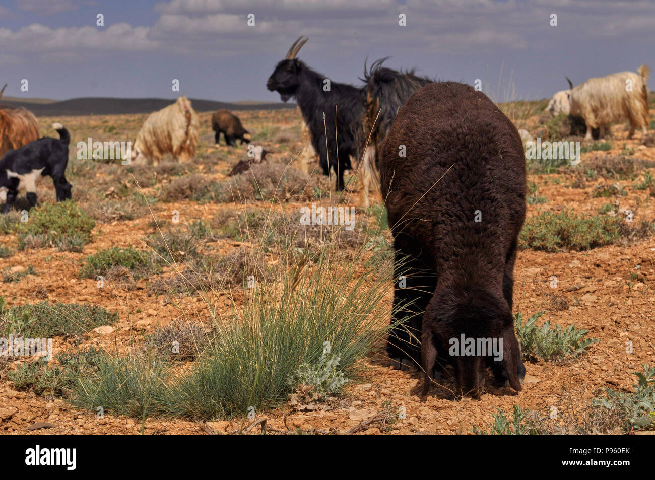 Livestock in Zagros mountains Iran Stock Photo - Alamy