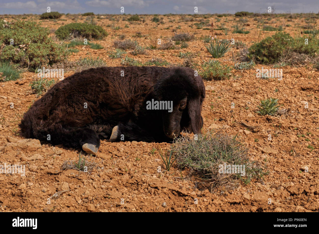 Livestock in Zagros mountains Iran Stock Photo - Alamy