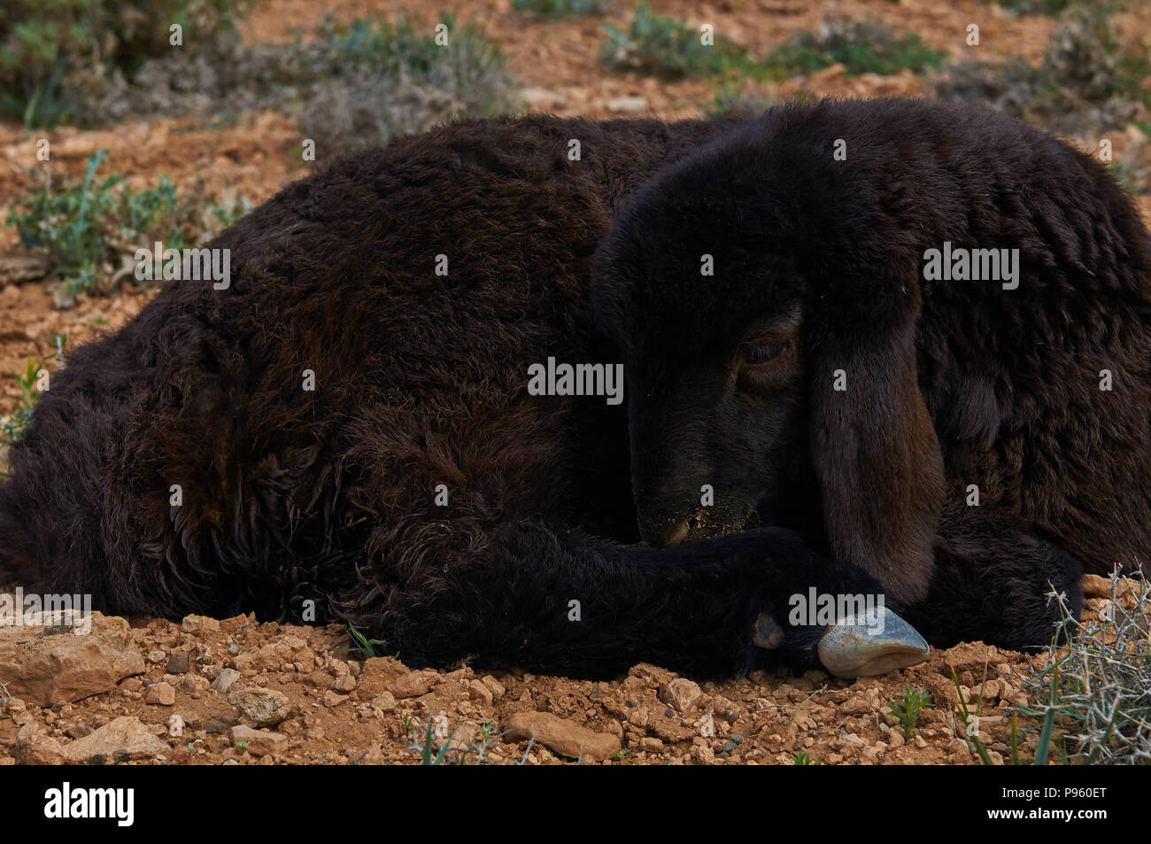 Livestock in Zagros mountains Iran Stock Photo - Alamy