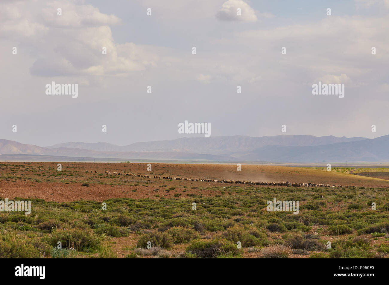 Livestock in Zagros mountains Iran Stock Photo - Alamy