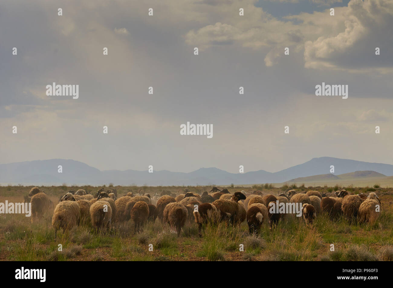 Livestock in Zagros mountains Iran Stock Photo - Alamy